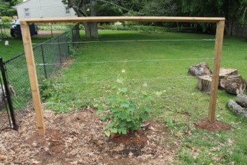 Building A DIY Wire Trellis