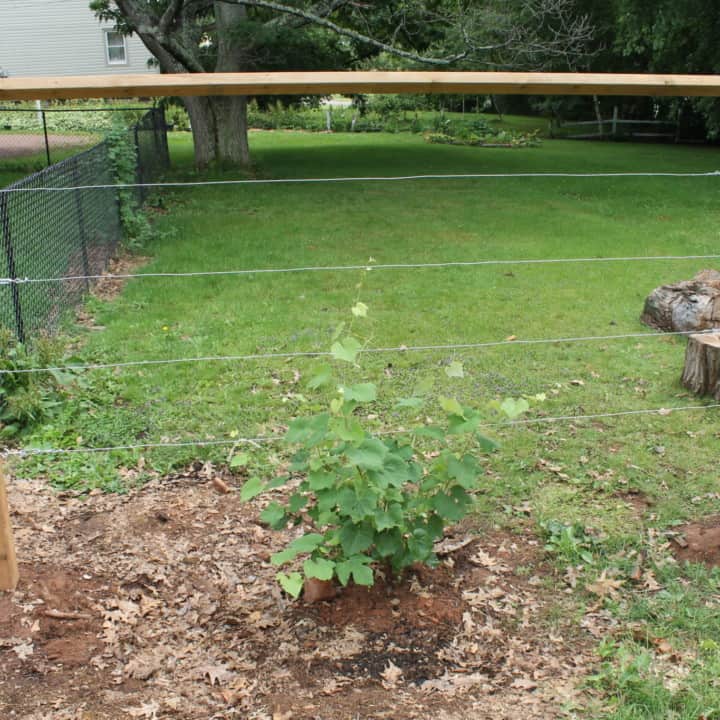Building A DIY Wire Trellis