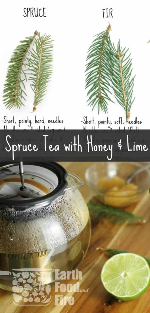 Spruce Tea with Honey & Lime - Earth, Food, and Fire
