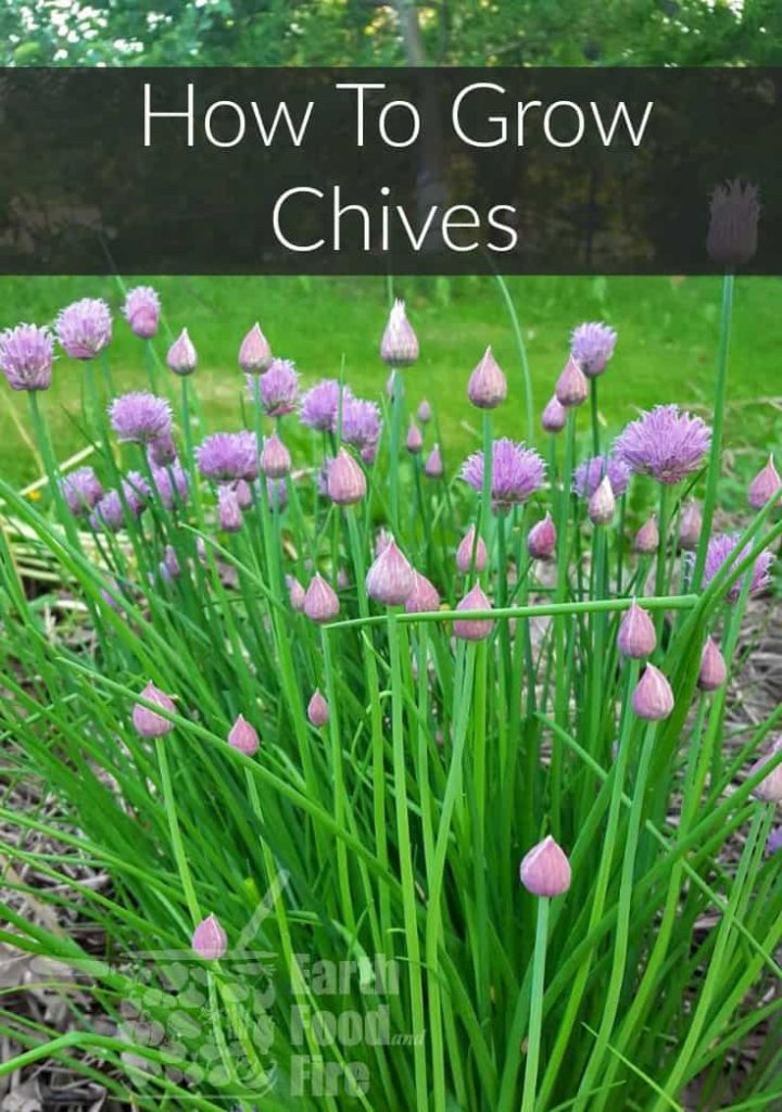How To Grow Chives In Your Garden Earth Food And Fire