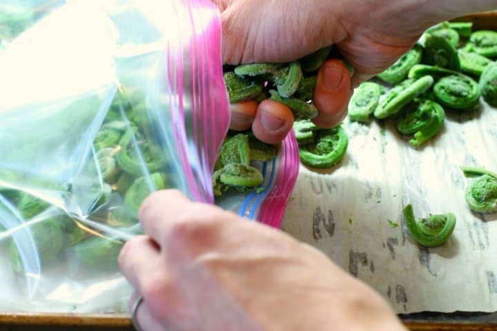 Freezing Fiddleheads - Earth, Food, and Fire