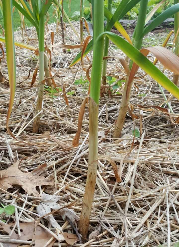 How To Grow Garlic At Home | A Complete Guide - Earth, Food, and Fire