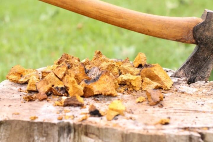 Harvesting Chaga & How To Use It - Earth, Food, and Fire
