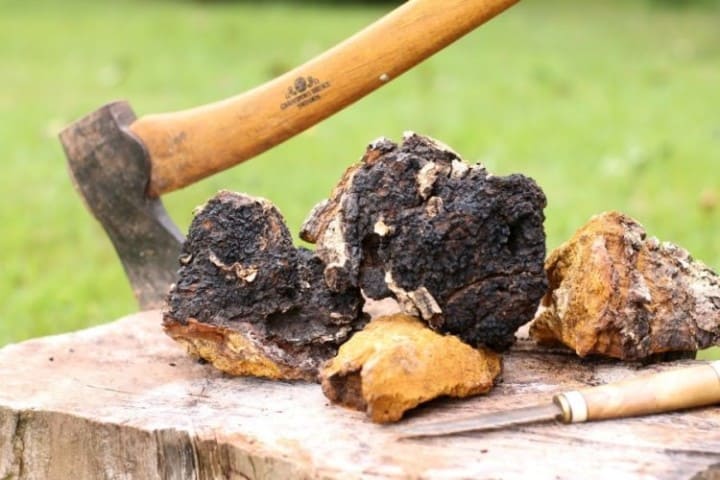 Harvesting Chaga & How To Use It - Earth, Food, and Fire