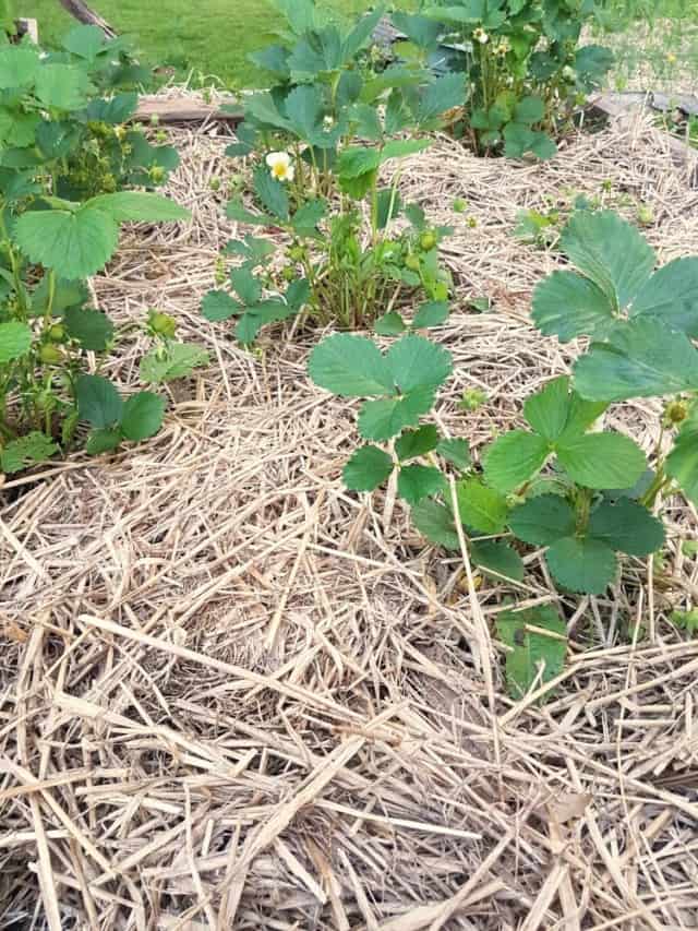 What Is Mulch (+ How To Choose And Use Mulch) - Earth, Food, and Fire