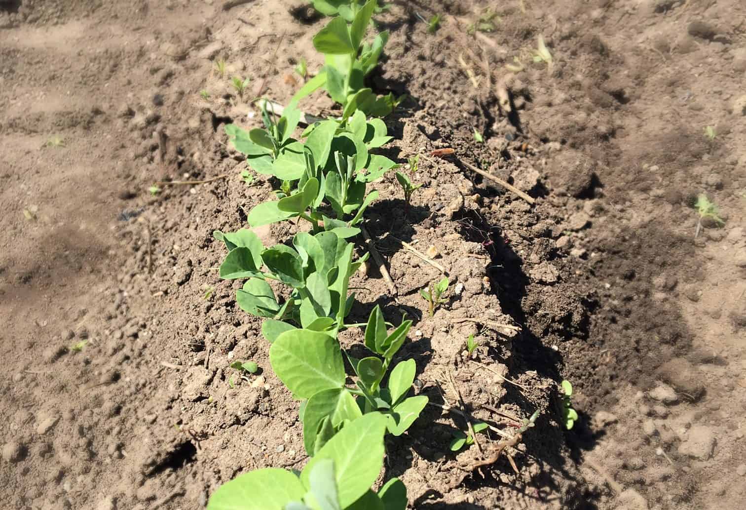 How To Grow Peas - Earth, Food, and Fire