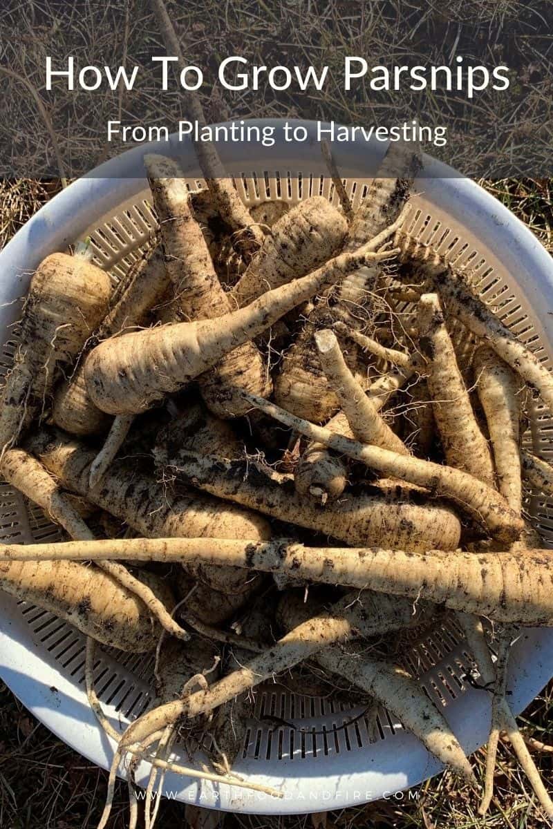 How To Grow Parsnips - Earth, Food, and Fire