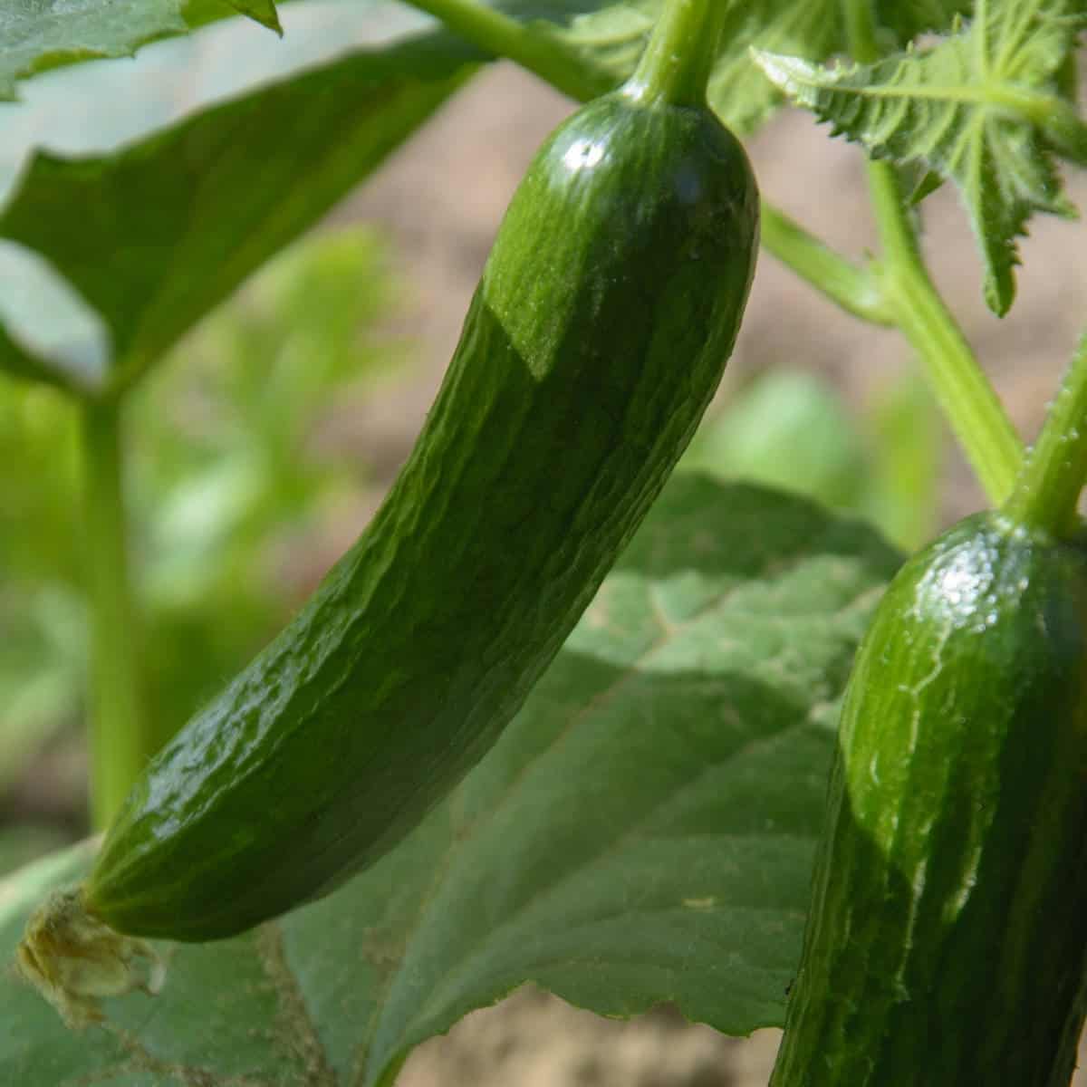 How To Grow English Cucumbers - Earth, Food, and Fire