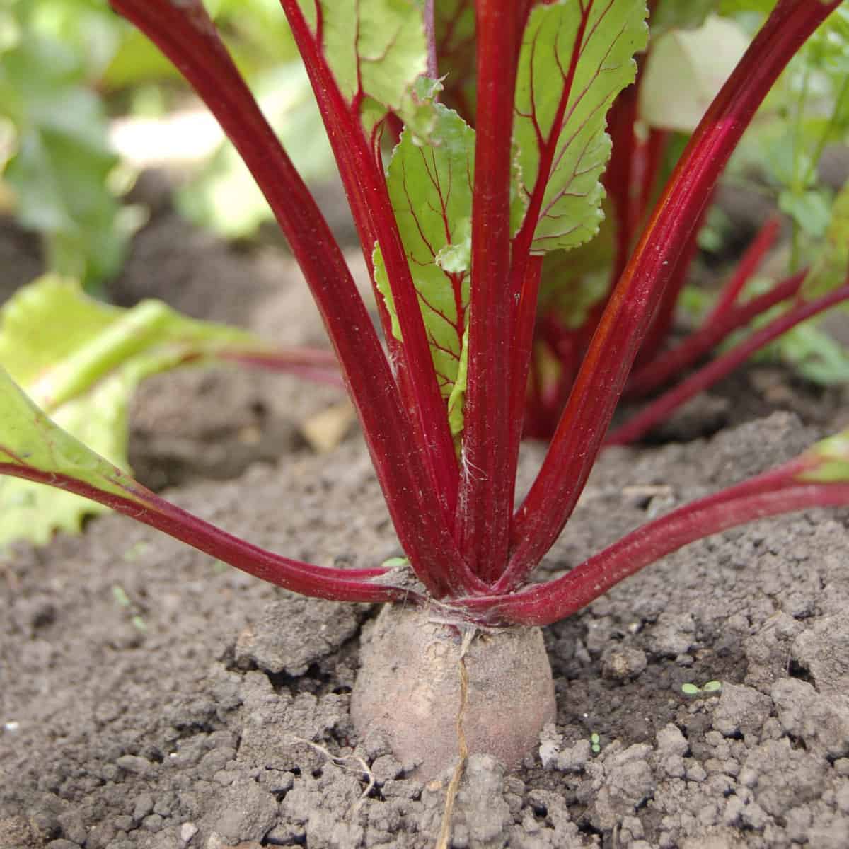 Earth, Food, and Fire - Real Food, From Scratch